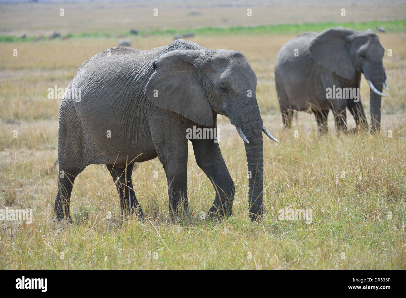 African bush elephant - Savanna elephant - Bush elephant (Loxodonta ...