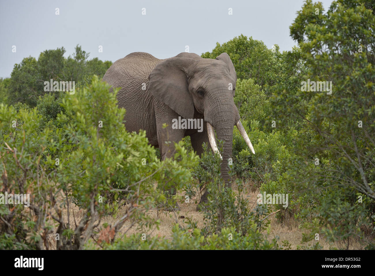 African bush elephant - Savanna elephant - Bush elephant (Loxodonta ...