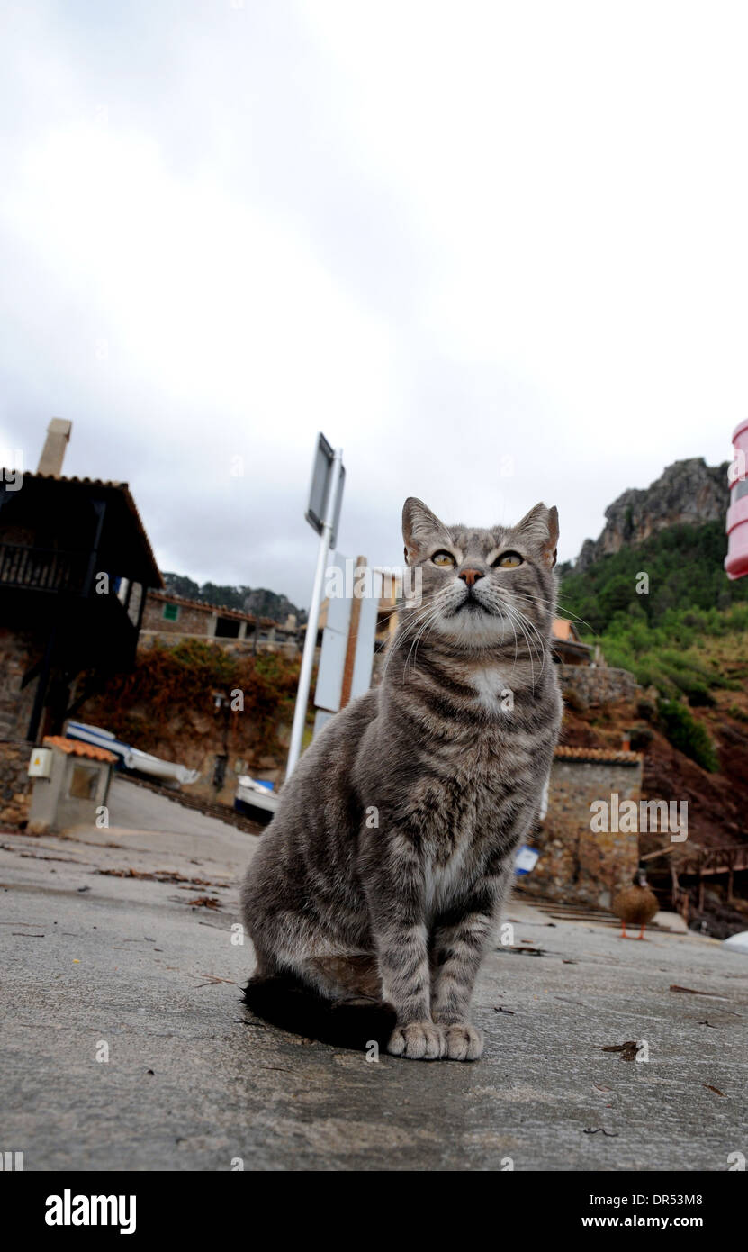 Cat, 4-legged feline animal Stock Photo - Alamy