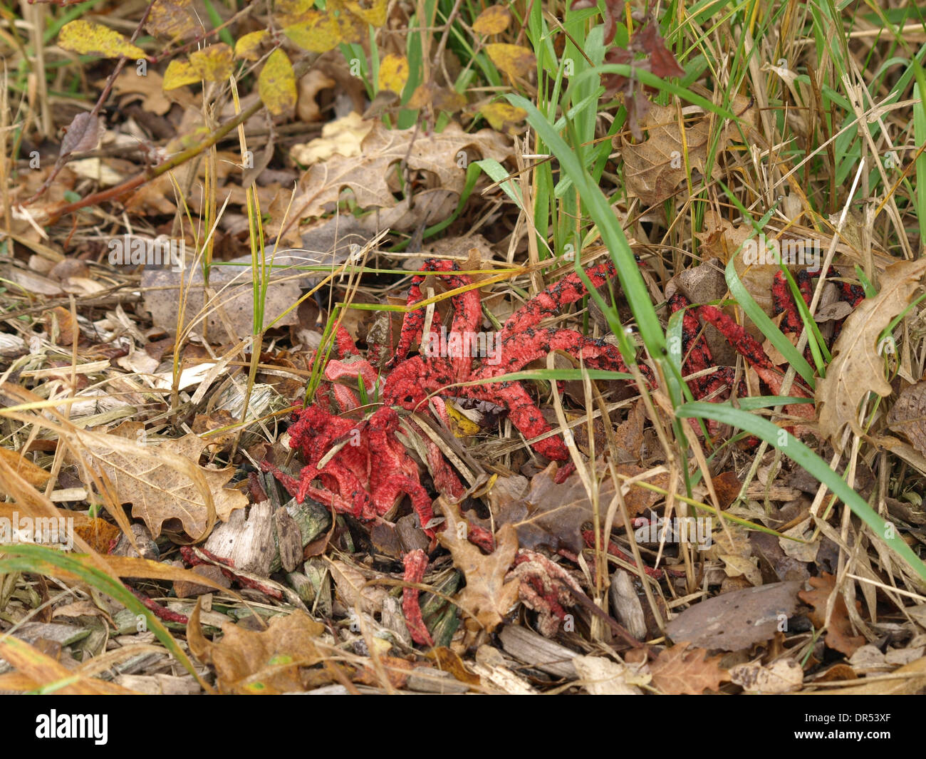 Octopus stinkhorn / Clathrus acheri / Tintenfischpilz Stock Photo - Alamy