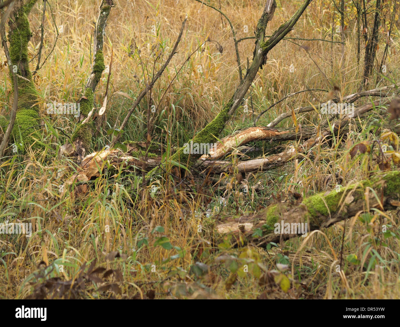 landscape Arrach high moor Stock Photo - Alamy