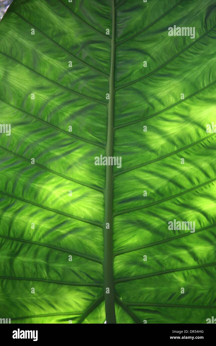 Leave green greens nerve structure strong leaf plant vegetation hi-res ...