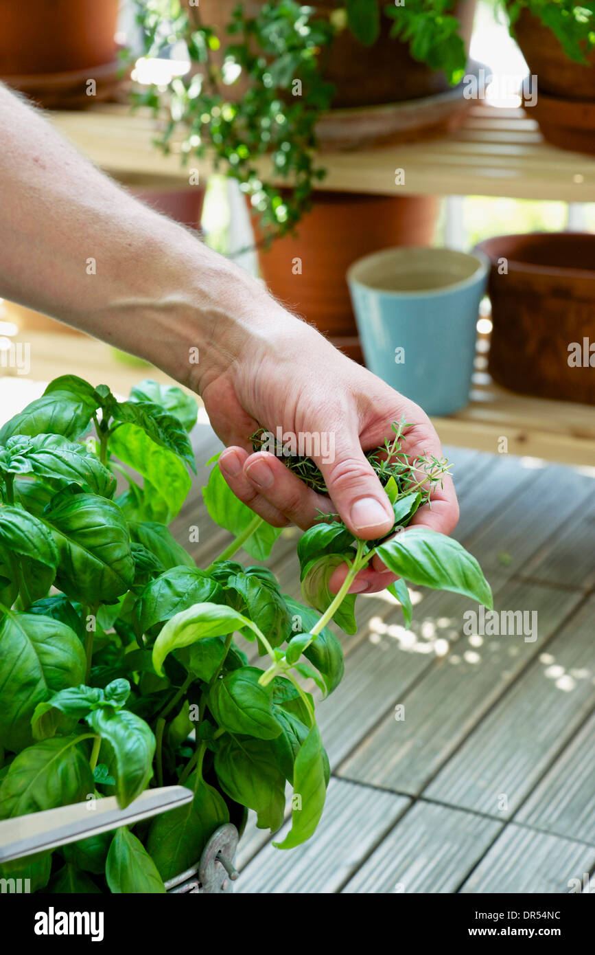 Person Holding Basil In Hand Stock Photo - Alamy