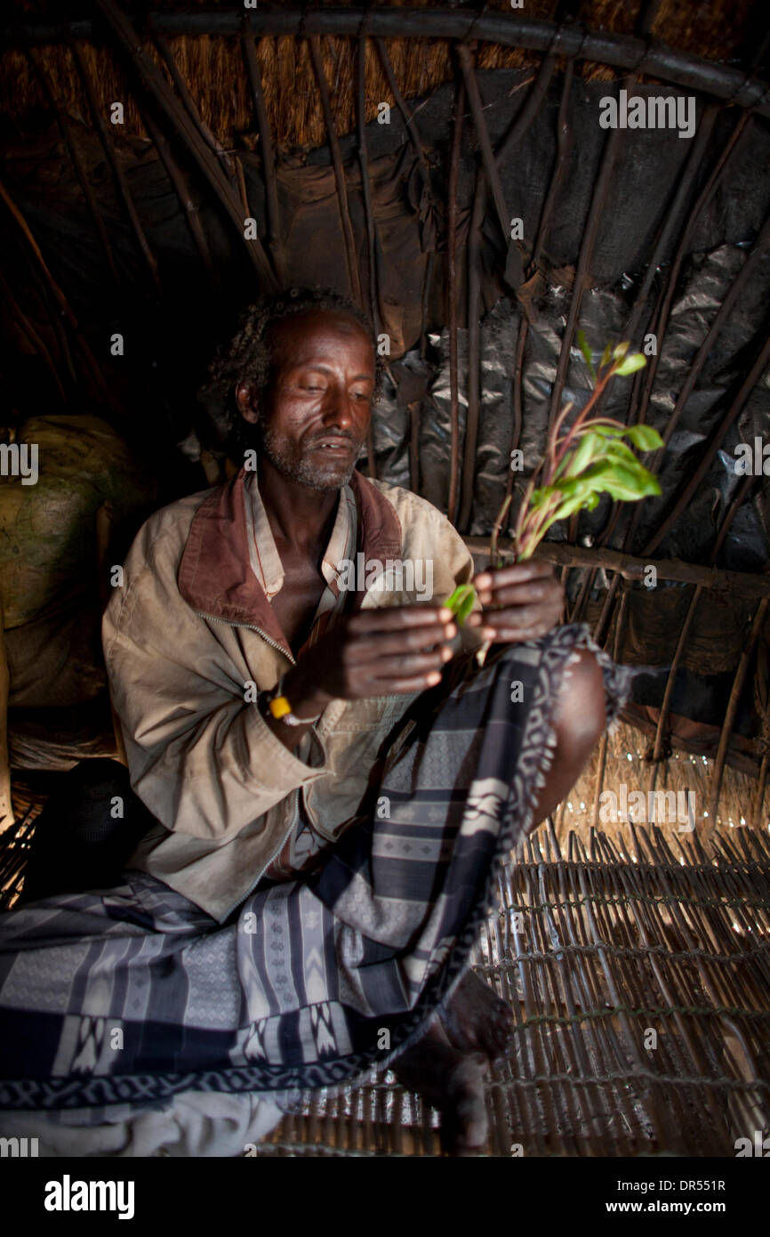 Khat plant hi-res stock photography and images - Alamy