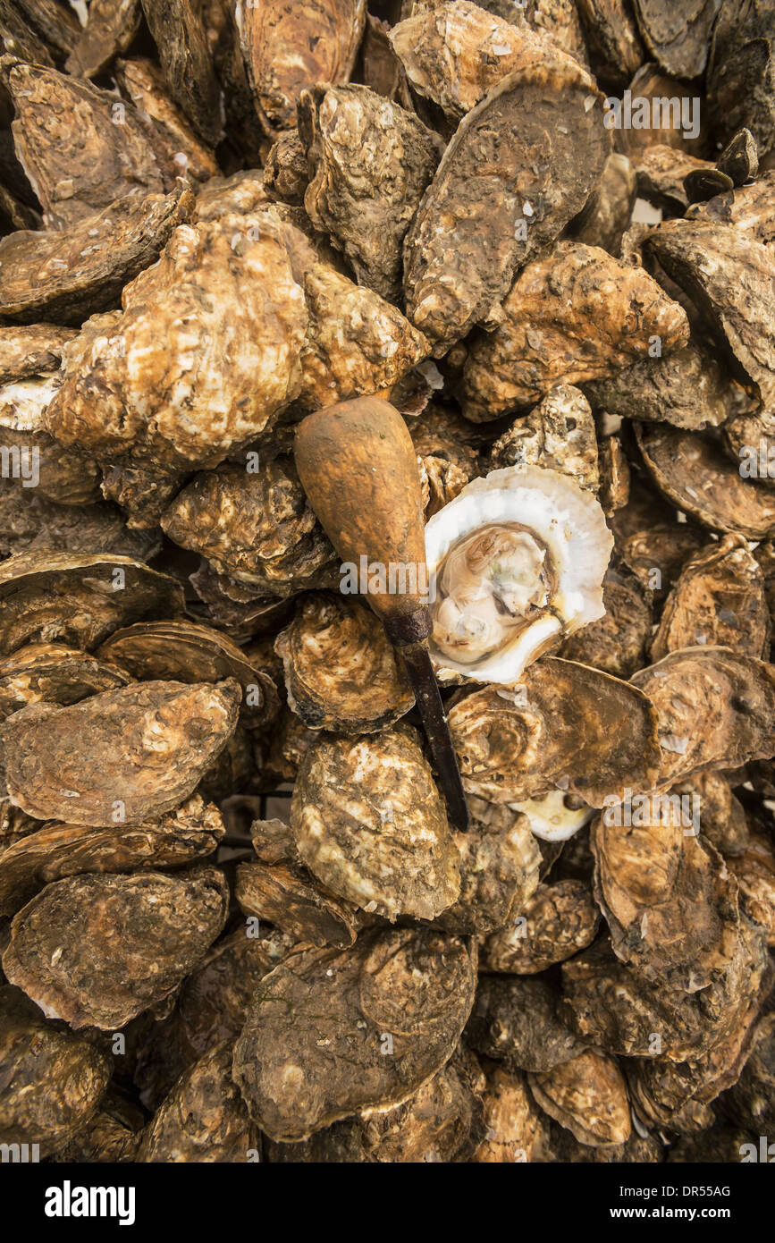 Virginia oyster shells hi-res stock photography and images - Alamy