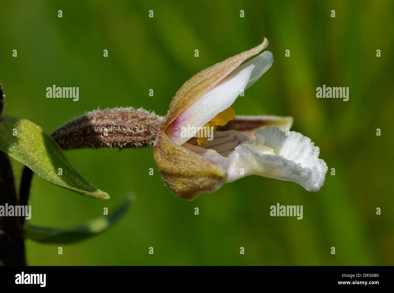 White marsh helleborine hi-res stock photography and images - Alamy