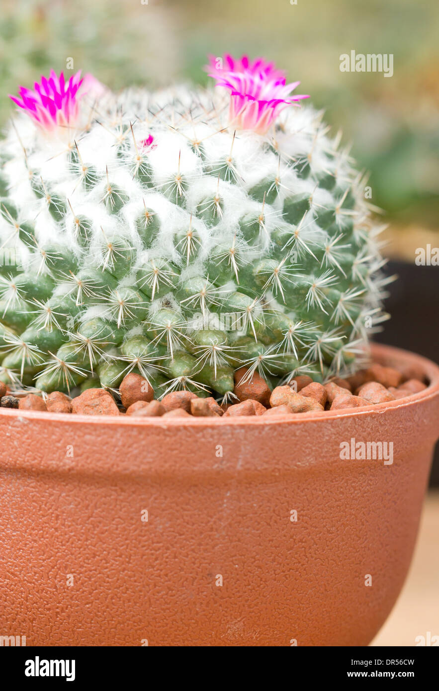 Pink cactus flowers Stock Photo - Alamy