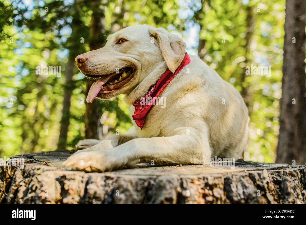 Dog laying on stump in forest Stock Photo - Alamy