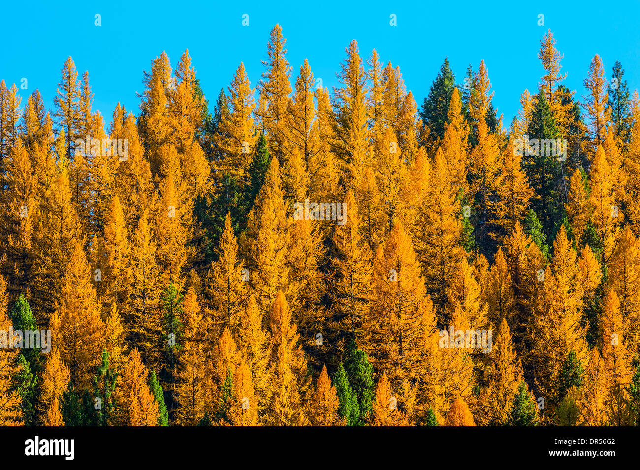 Autumn pine trees Stock Photo - Alamy