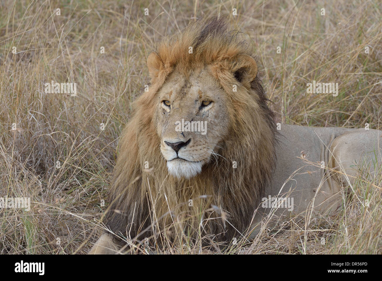 East African Lion - Massai Lion (Panthera leo nubica) male lying in the ...