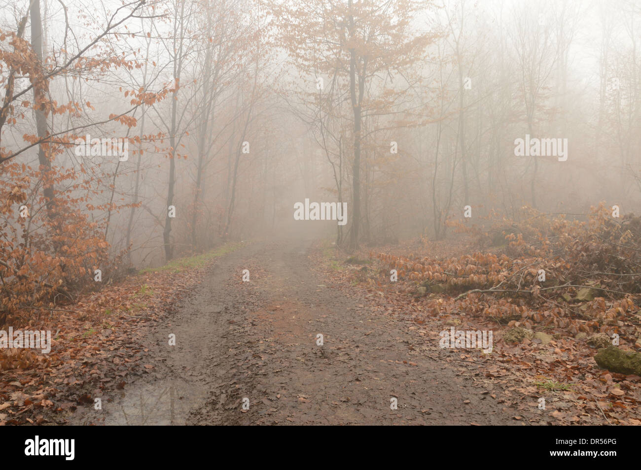 winter without snow in January of the forest and to be fog in forest ...