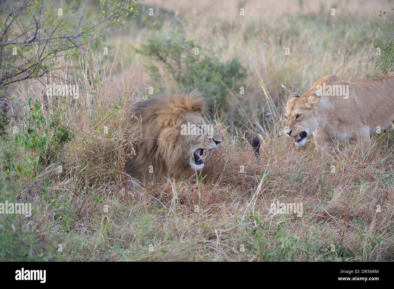 Lion grunting hi-res stock photography and images - Alamy