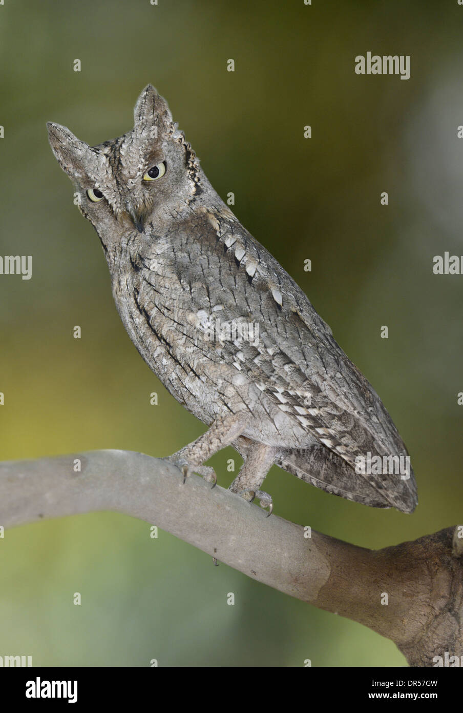 Scops Owl - Otus scops Stock Photo - Alamy