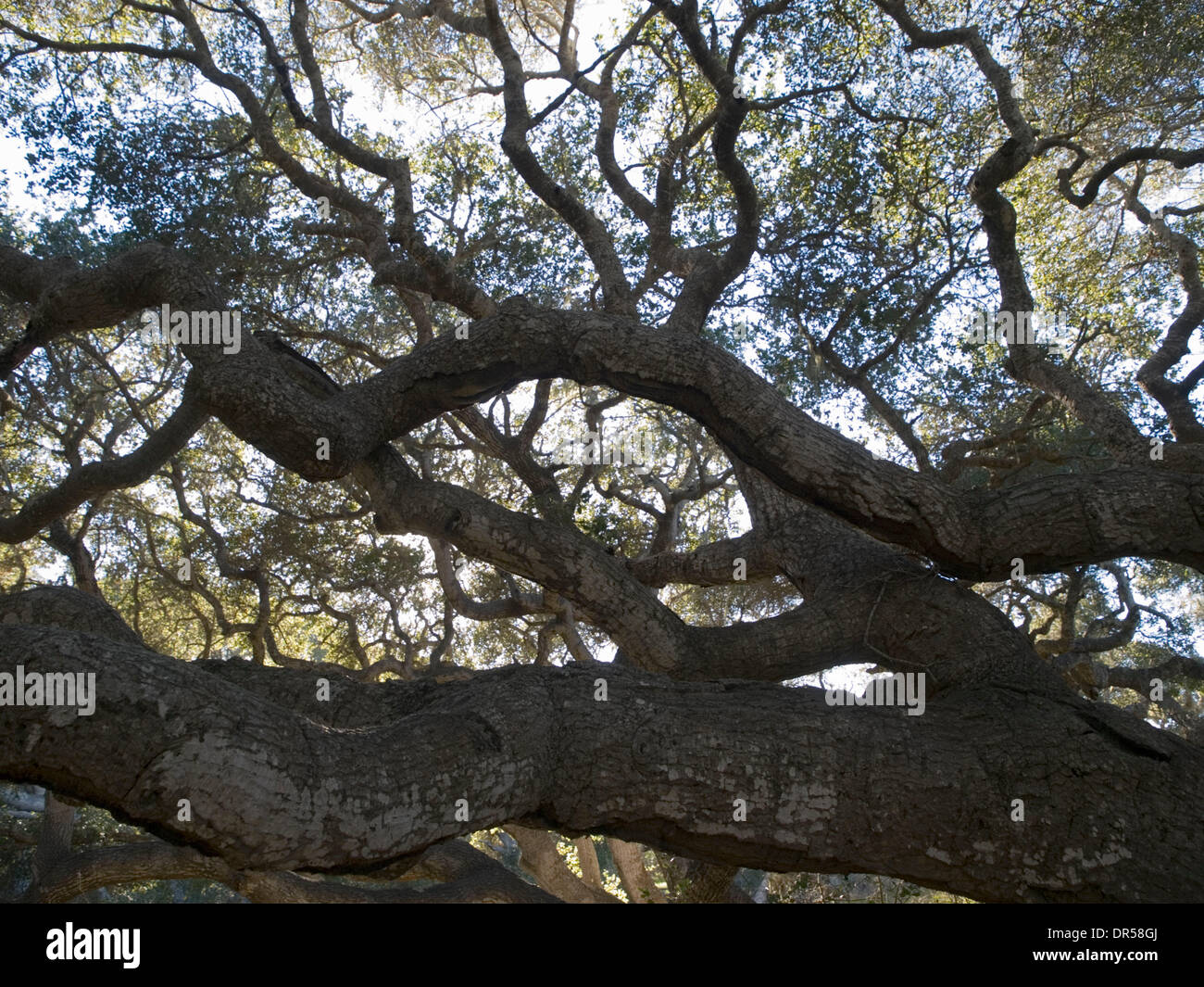 Jan 01, 2009 - Morro Bay, California, United States of America - Trees ...