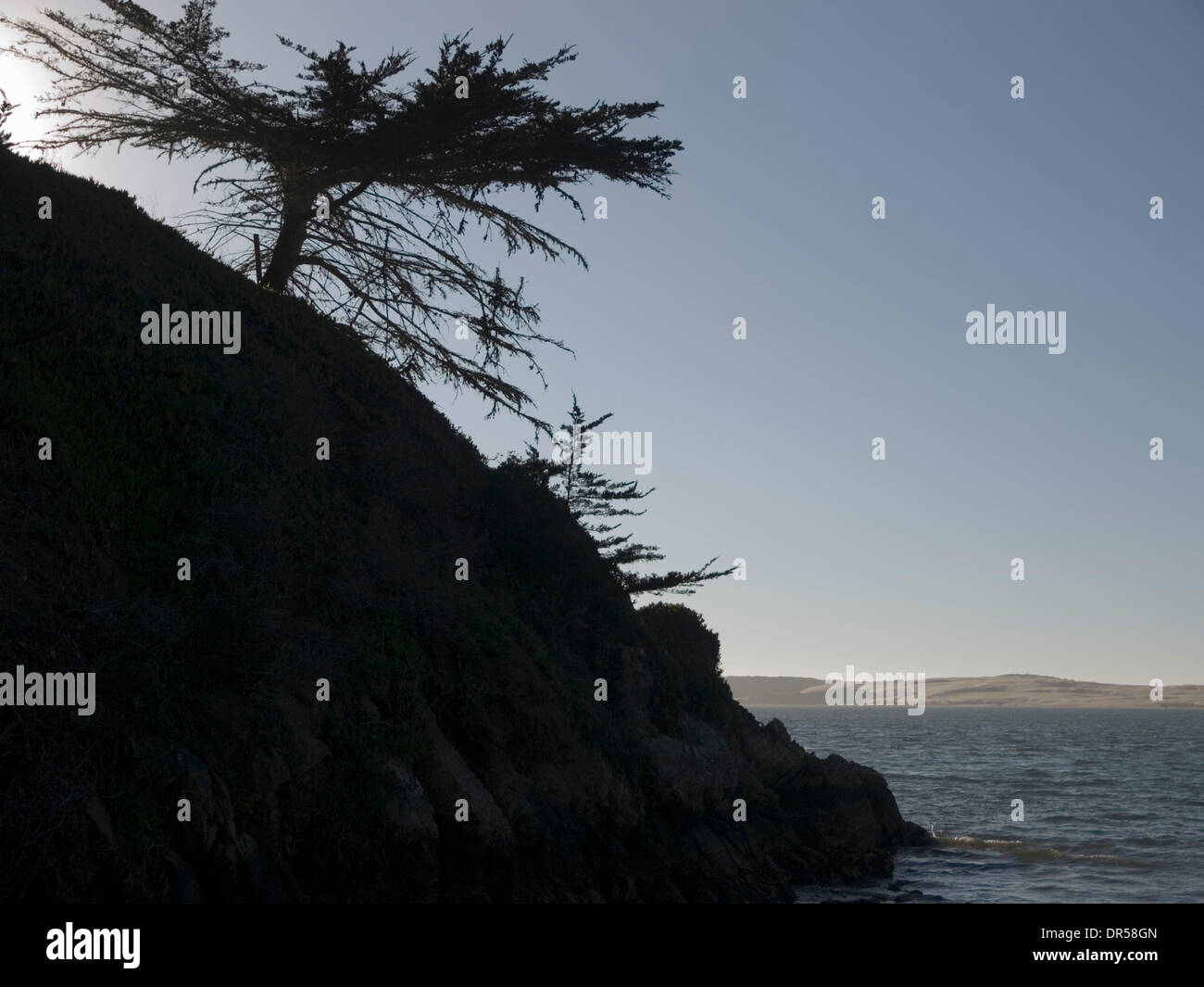 Jan 01, 2009 - Morro Bay, California, United States of America - Tree ...