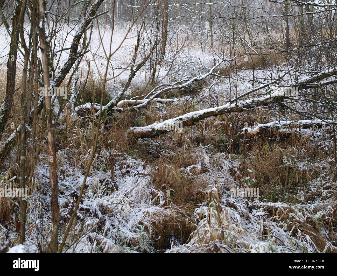 Tree felled by a beaver bavaria hi-res stock photography and images - Alamy