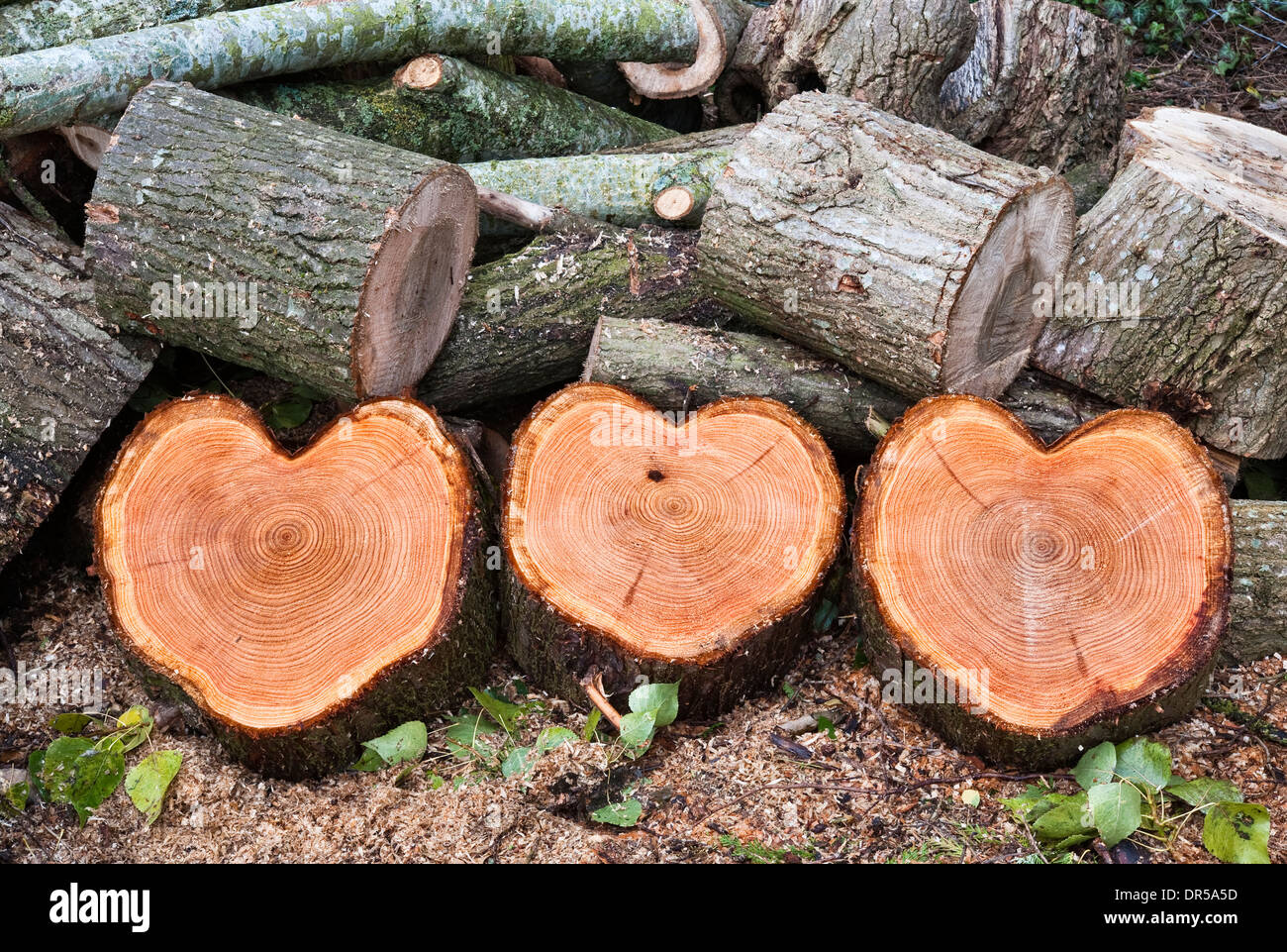 Growth rings on a heart-shaped larch tree (larix) trunk, UK Stock Photo ...
