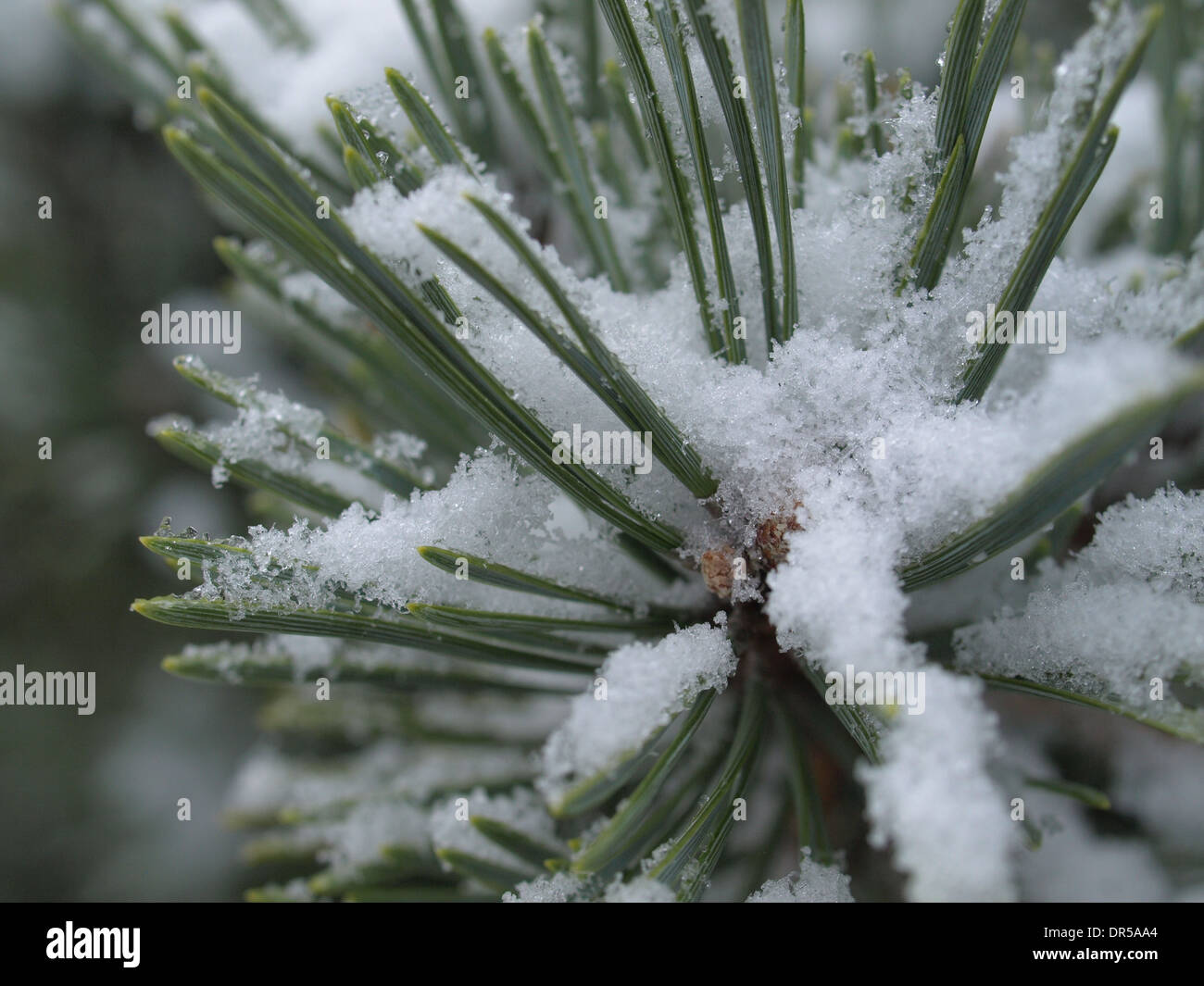 Coniferales pinales pines pine tree pine pinus sylvestris pinus hi-res ...