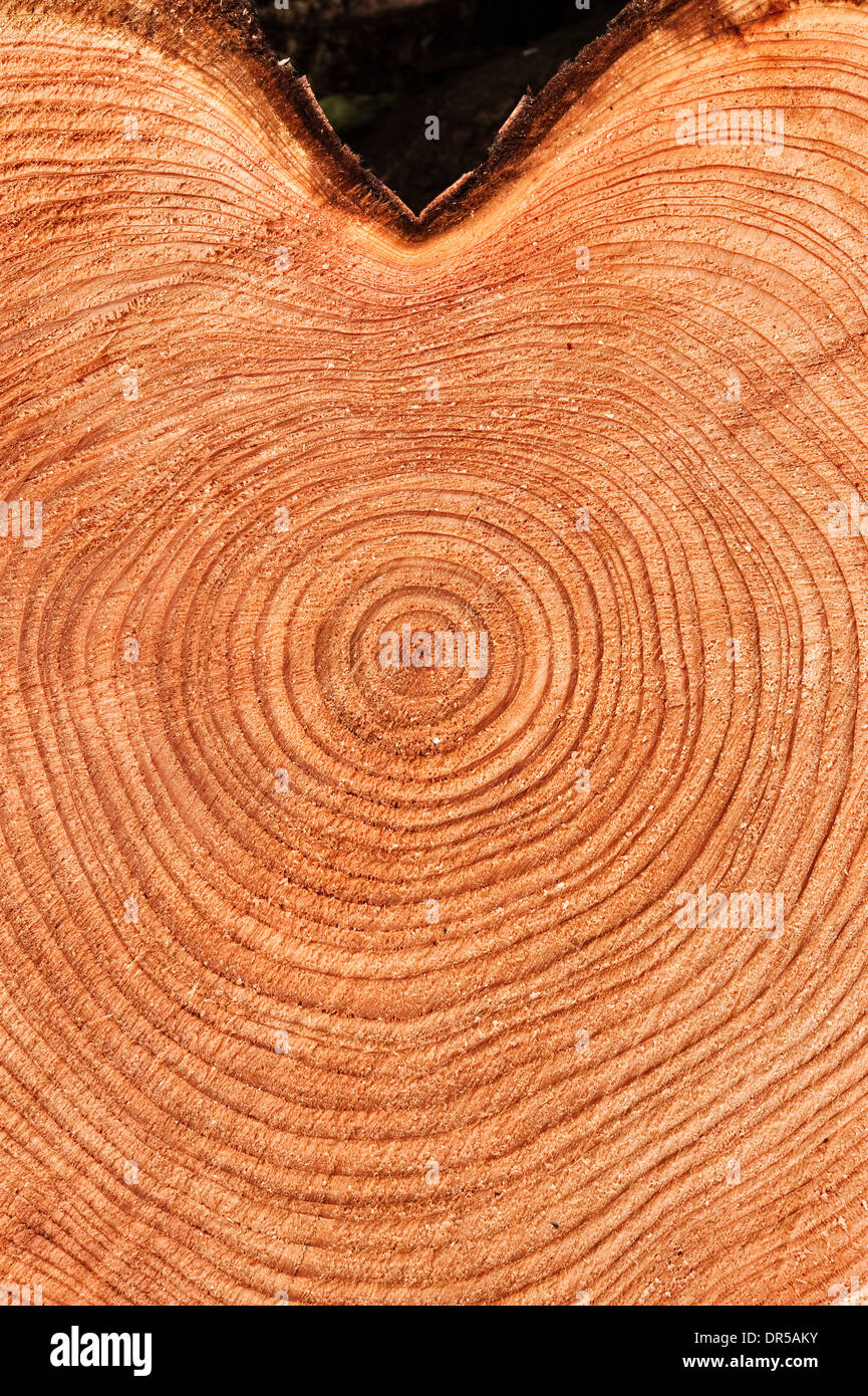 Growth rings on a heart-shaped larch tree (larix) trunk, UK Stock Photo ...