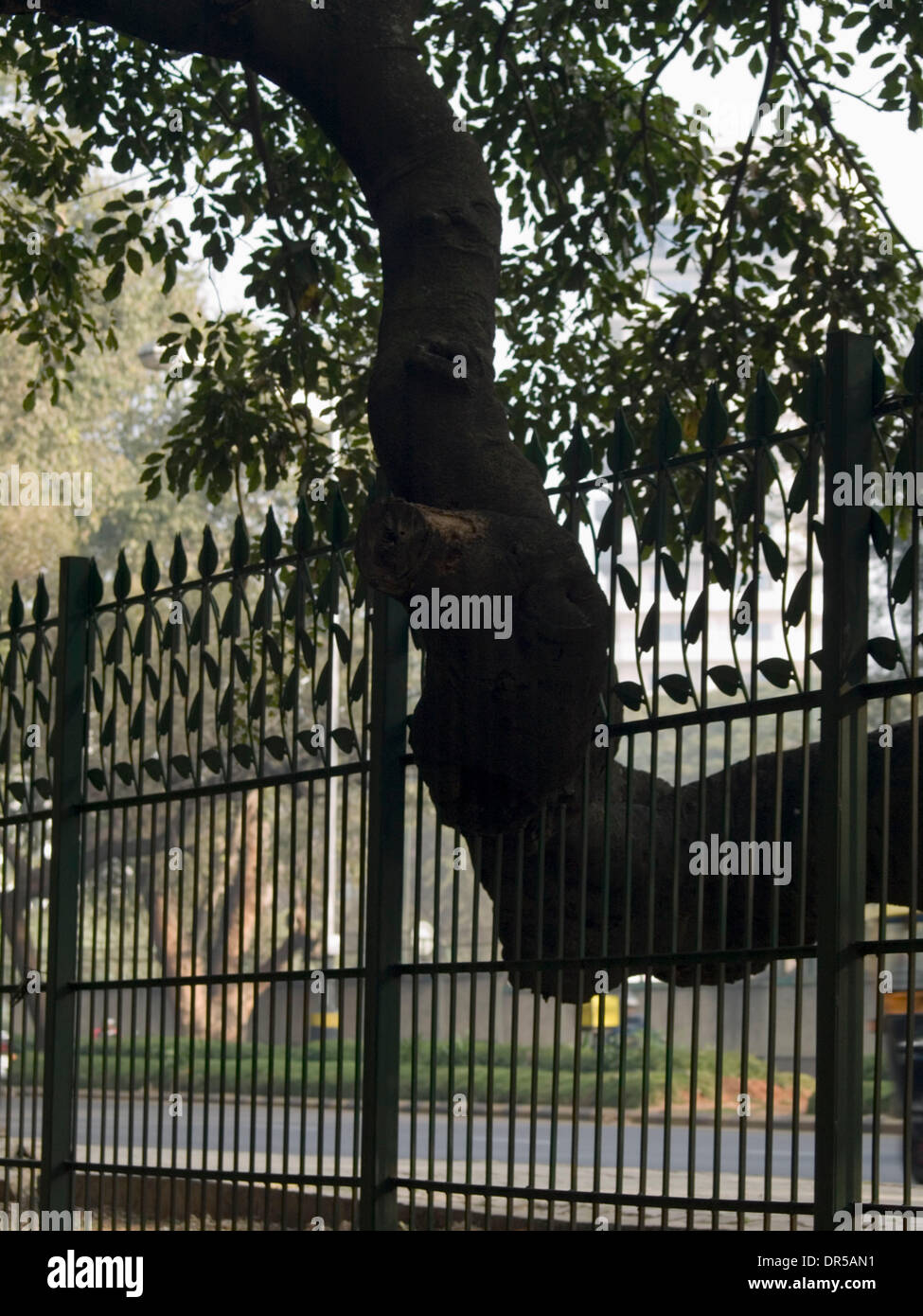 Tree Growing Into Fence High Resolution Stock Photography and Images ...