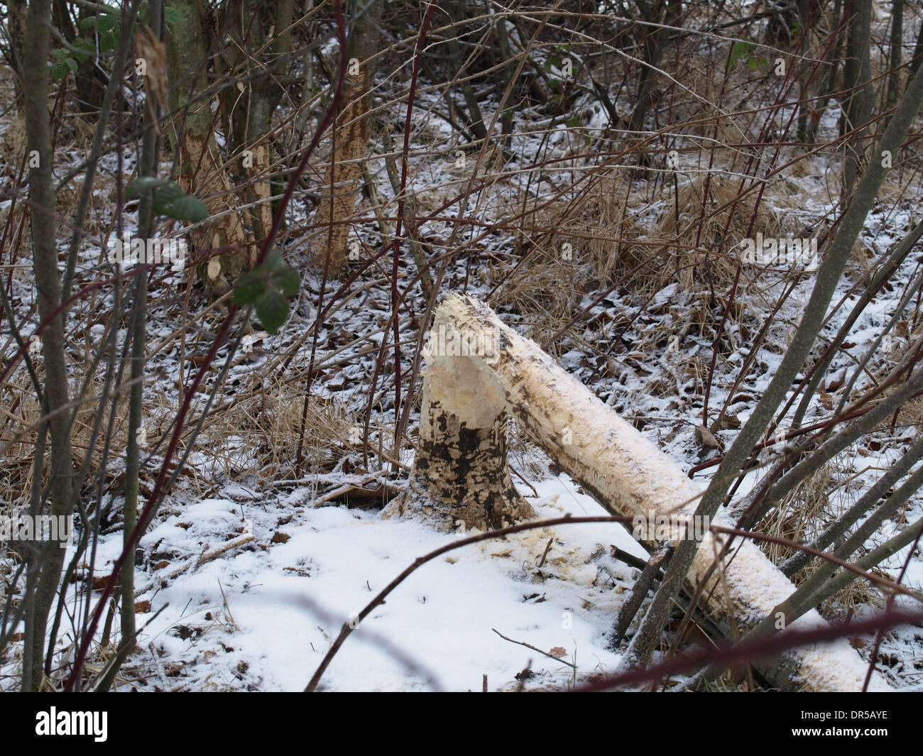 Cut willow hi-res stock photography and images - Alamy