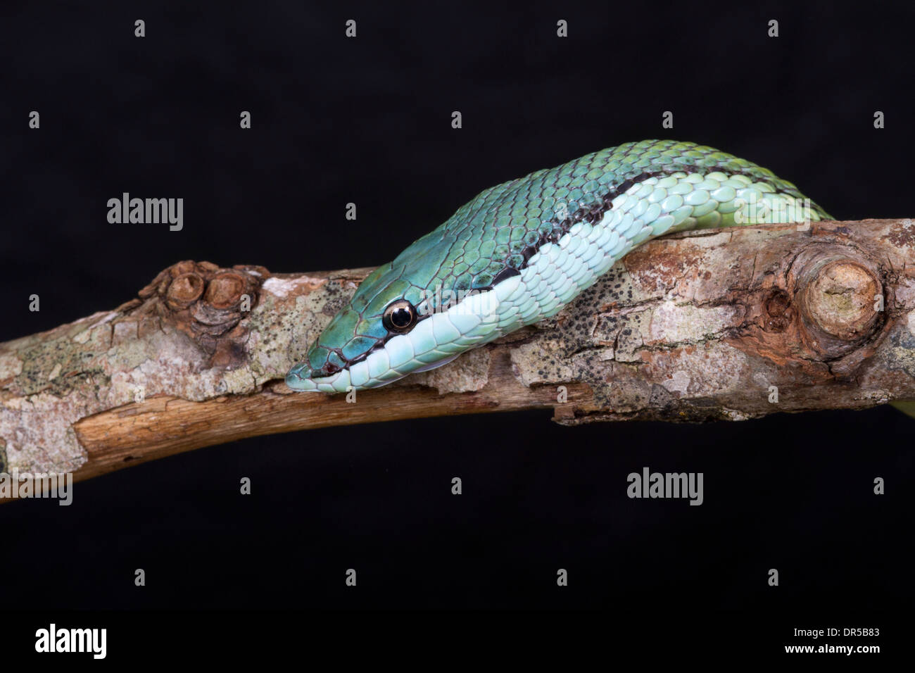 Barons Racer (Philodryas baroni Stock Photo - Alamy