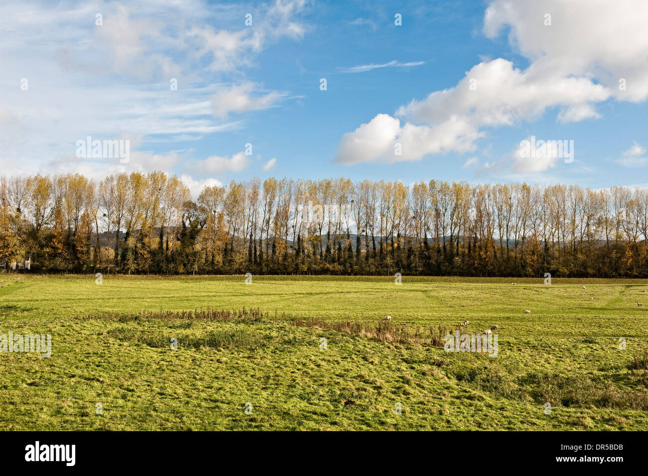 A row of bare poplar trees (populus) grown as a windbreak ...