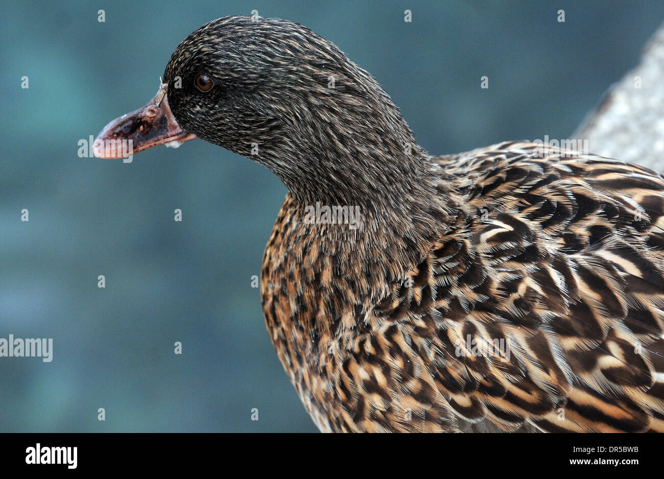 Gray legged geese hi-res stock photography and images - Alamy