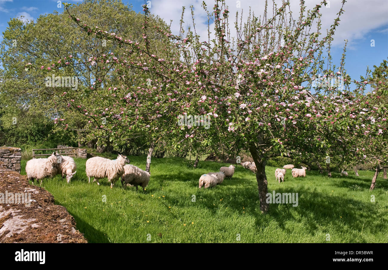 Sheep uk orchard hi-res stock photography and images - Alamy