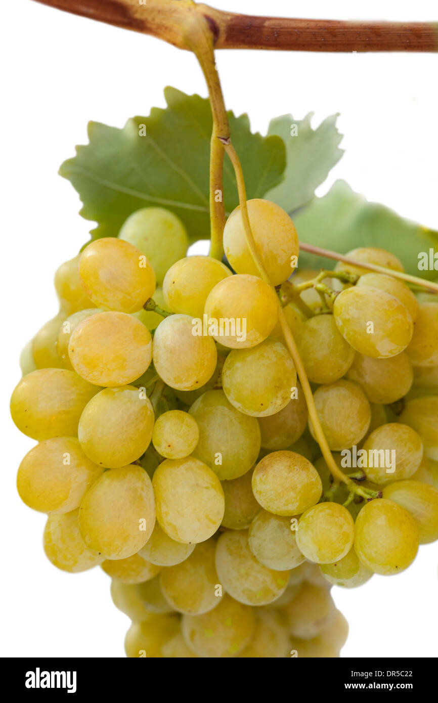 white grapes isolated on white background Stock Photo - Alamy
