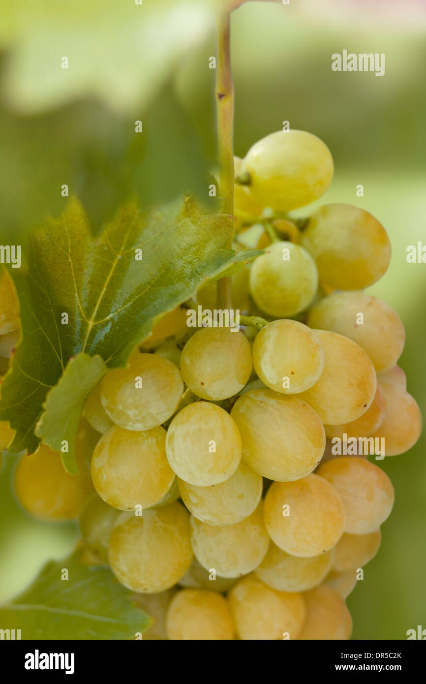 white grapes on vineyard Stock Photo - Alamy