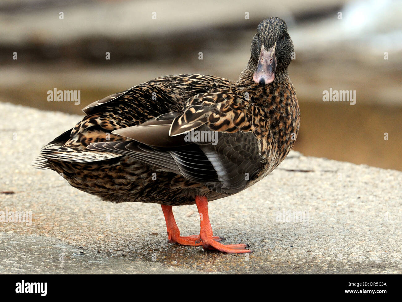 Gray legged geese hi-res stock photography and images - Alamy