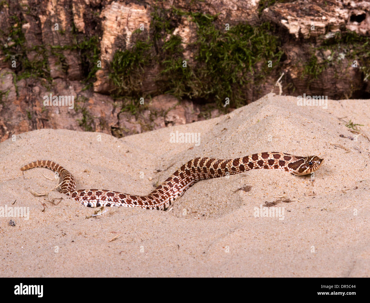 Western Hognose Snake (Heterodon nasicus Stock Photo - Alamy