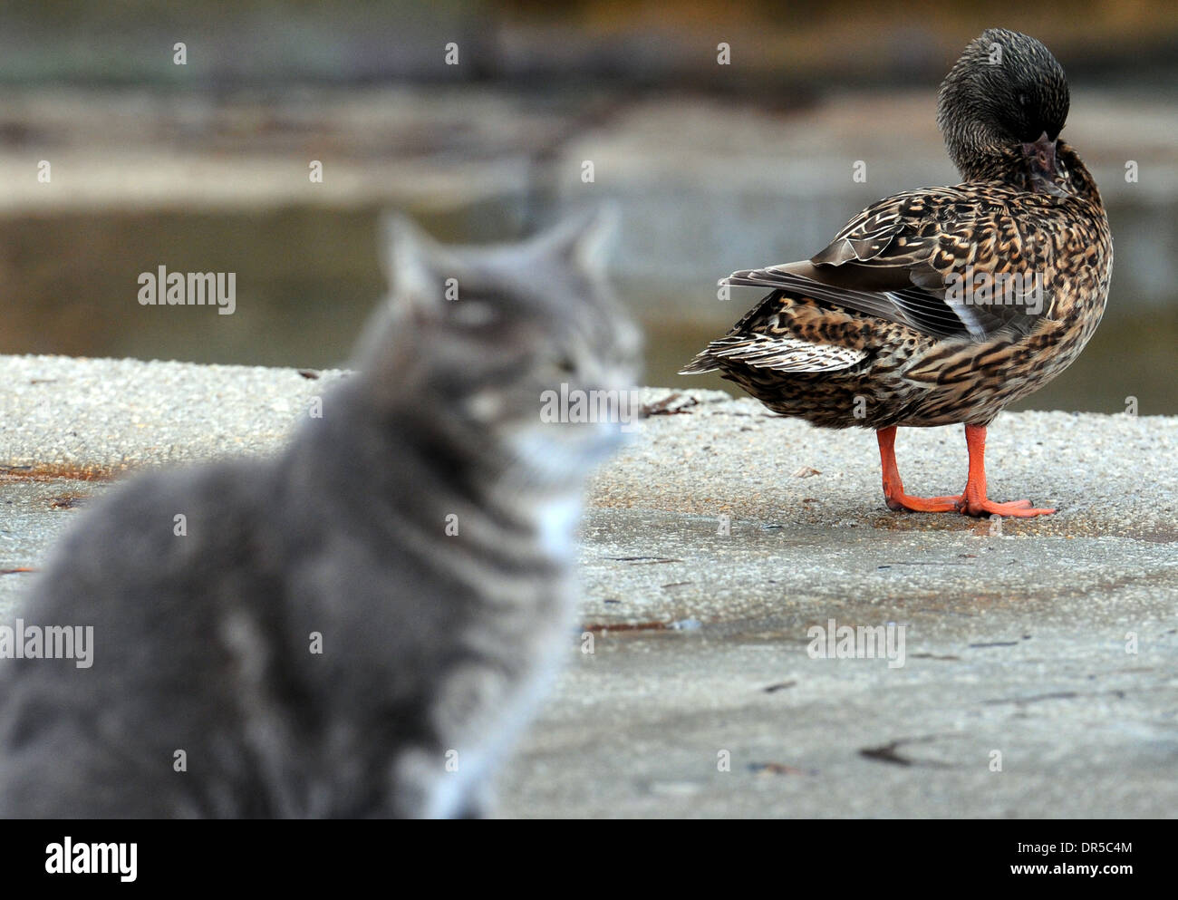 Duck aquatic bird two legged and plumage Stock Photo - Alamy