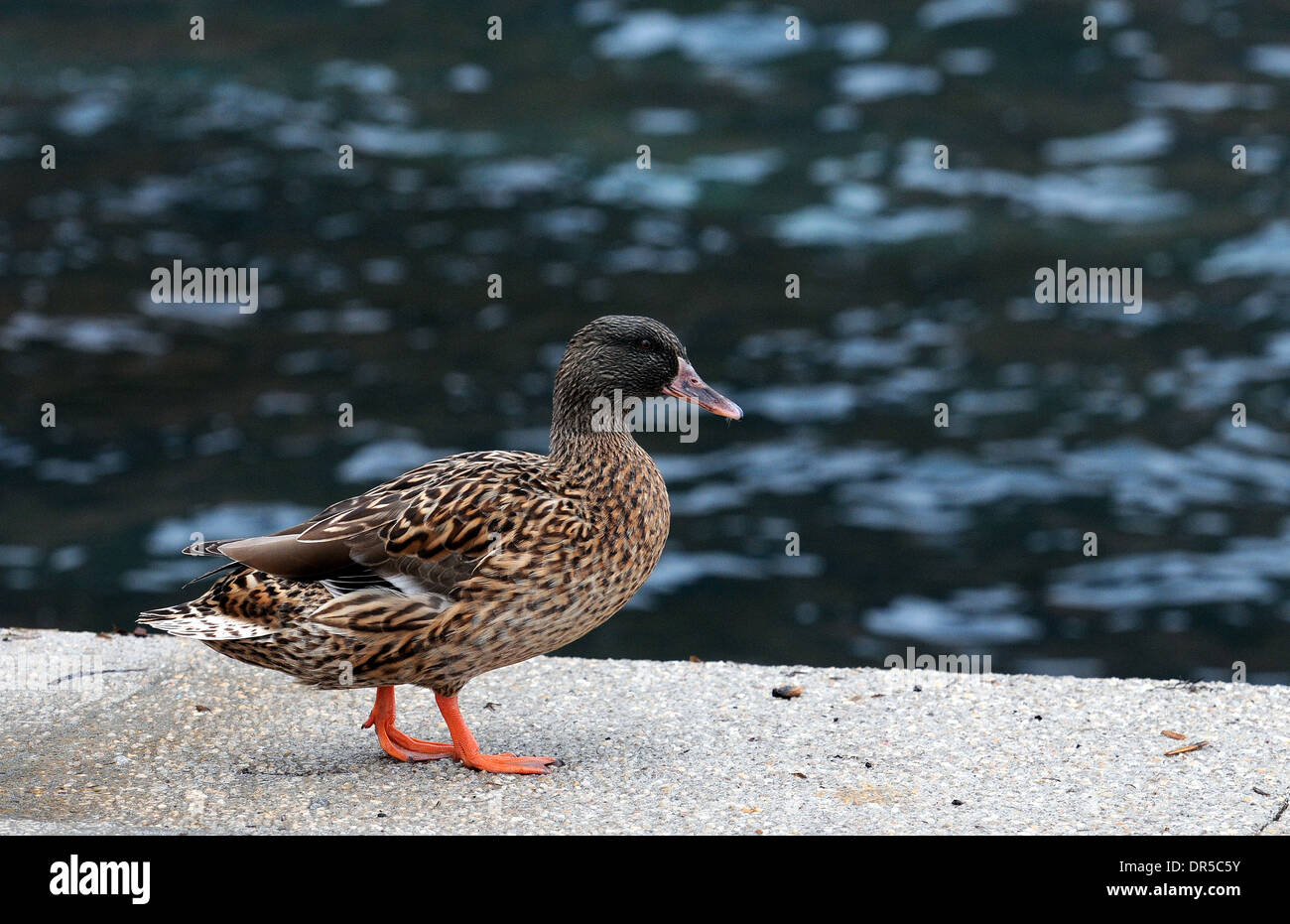 Duck aquatic bird two legged and plumage Stock Photo - Alamy