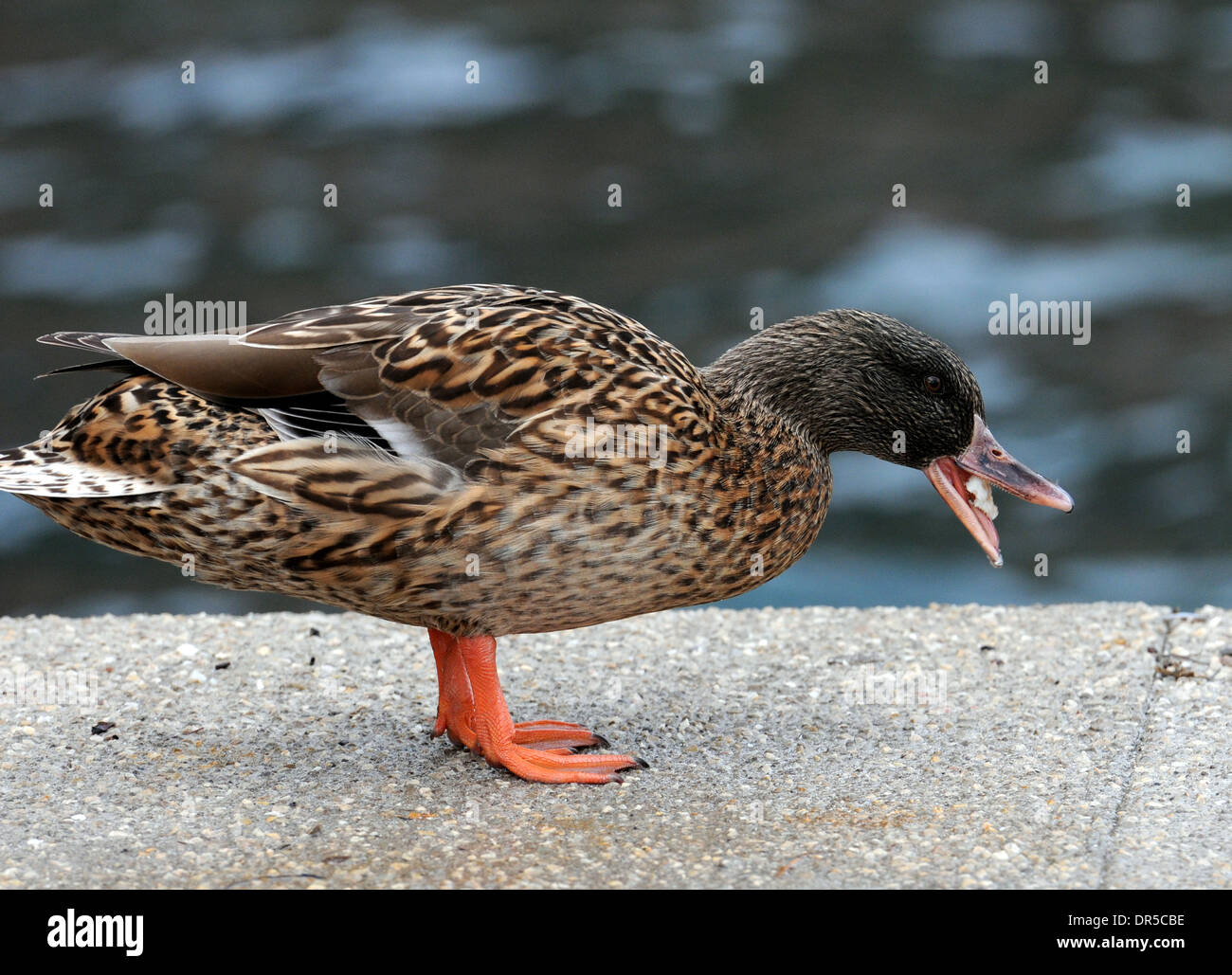 Gray legged geese hi-res stock photography and images - Alamy