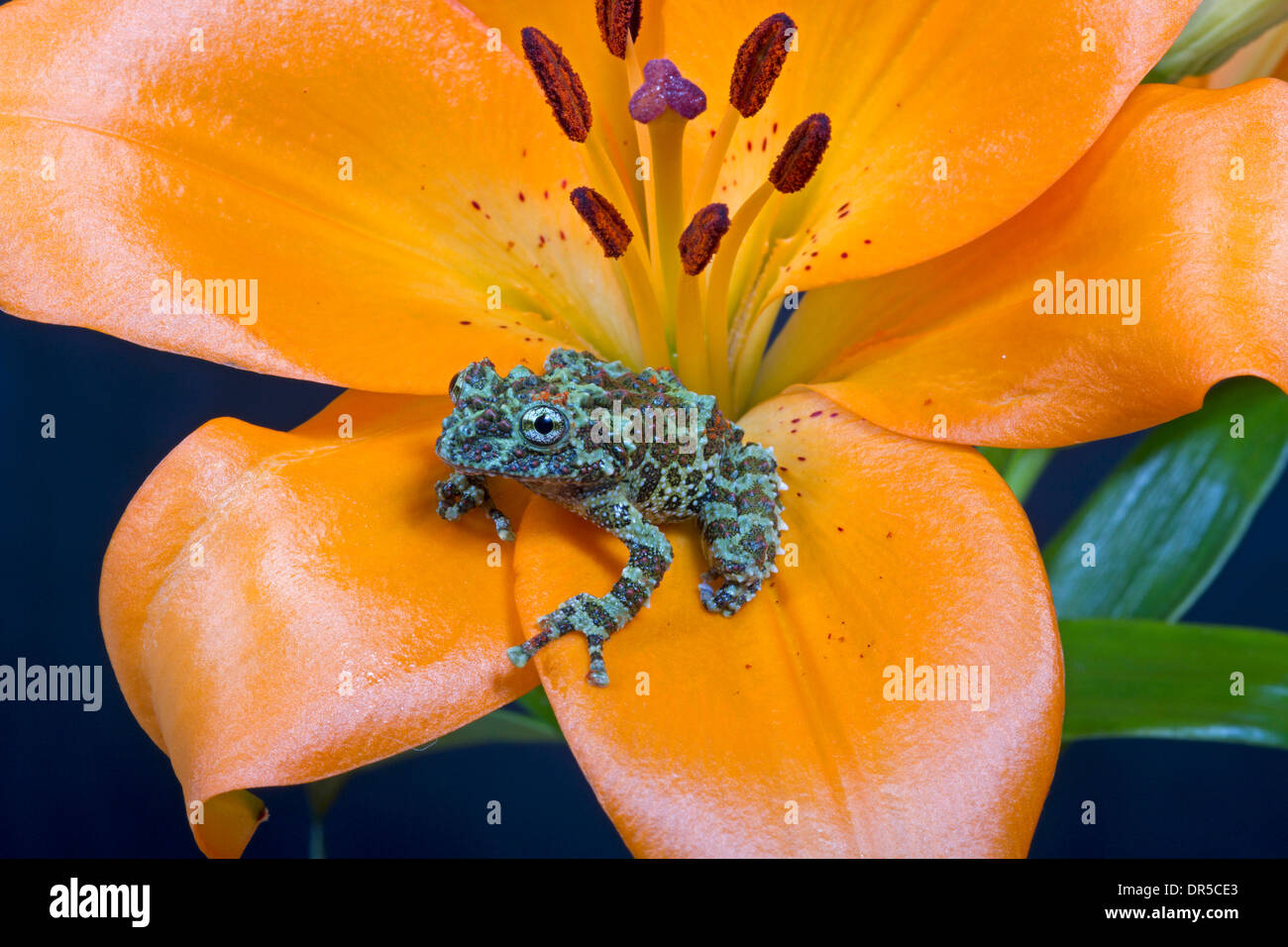 Vietnamese Mossy Frog (Theloderma corticale) on Flower Stock Photo - Alamy