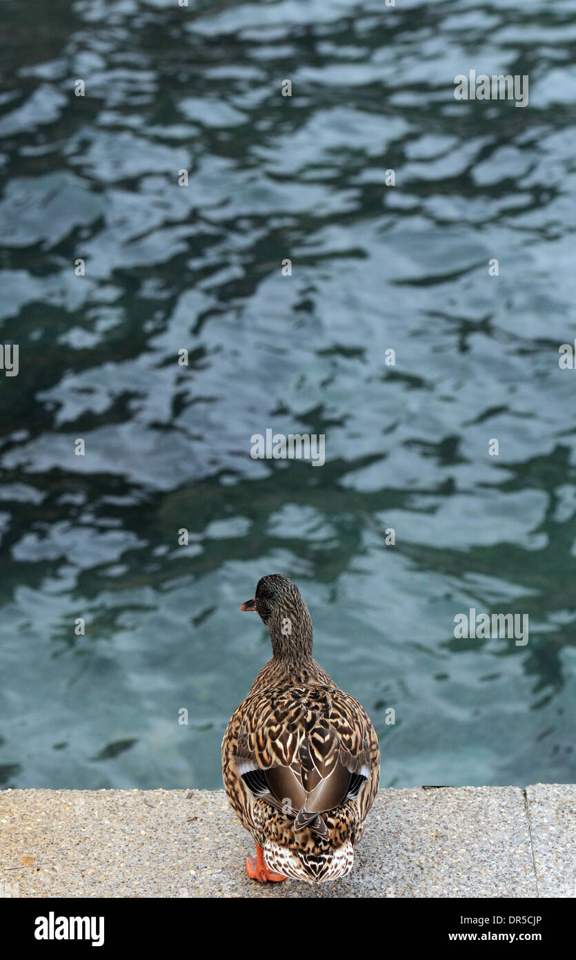 Duck aquatic bird two legged and plumage Stock Photo - Alamy