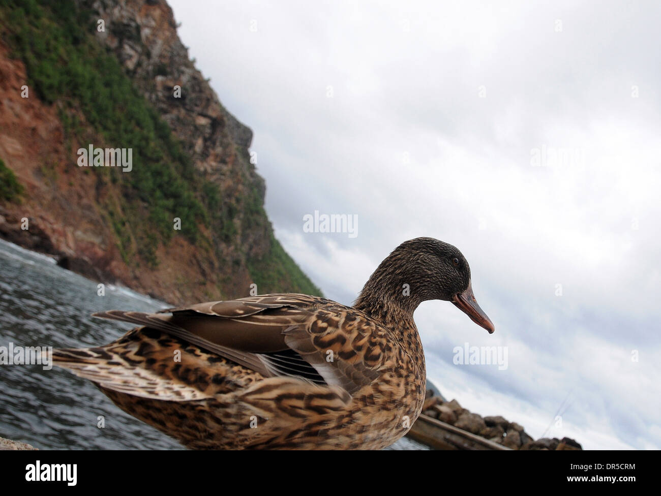 Gray legged geese hi-res stock photography and images - Alamy