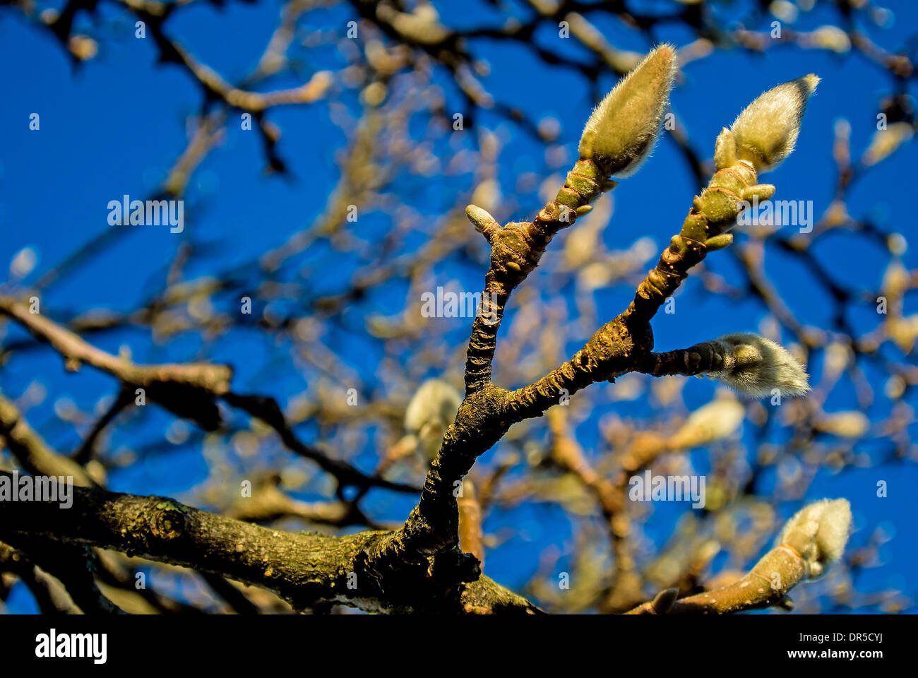 magnolia buds in winter Stock Photo - Alamy