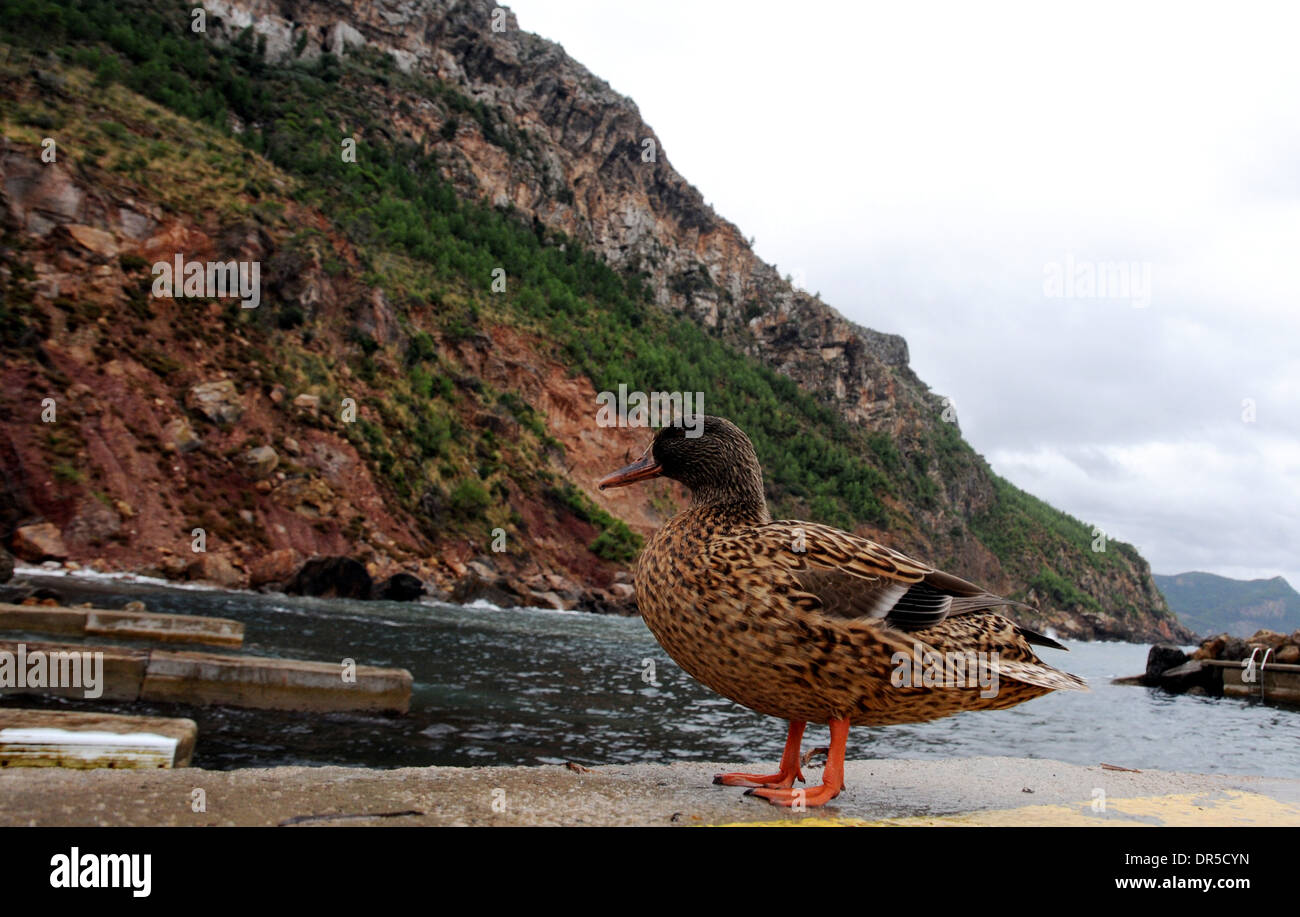 Duck aquatic bird two legged and plumage Stock Photo - Alamy