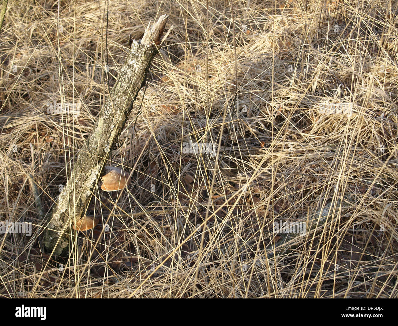 landscape Arrach high moor Stock Photo - Alamy