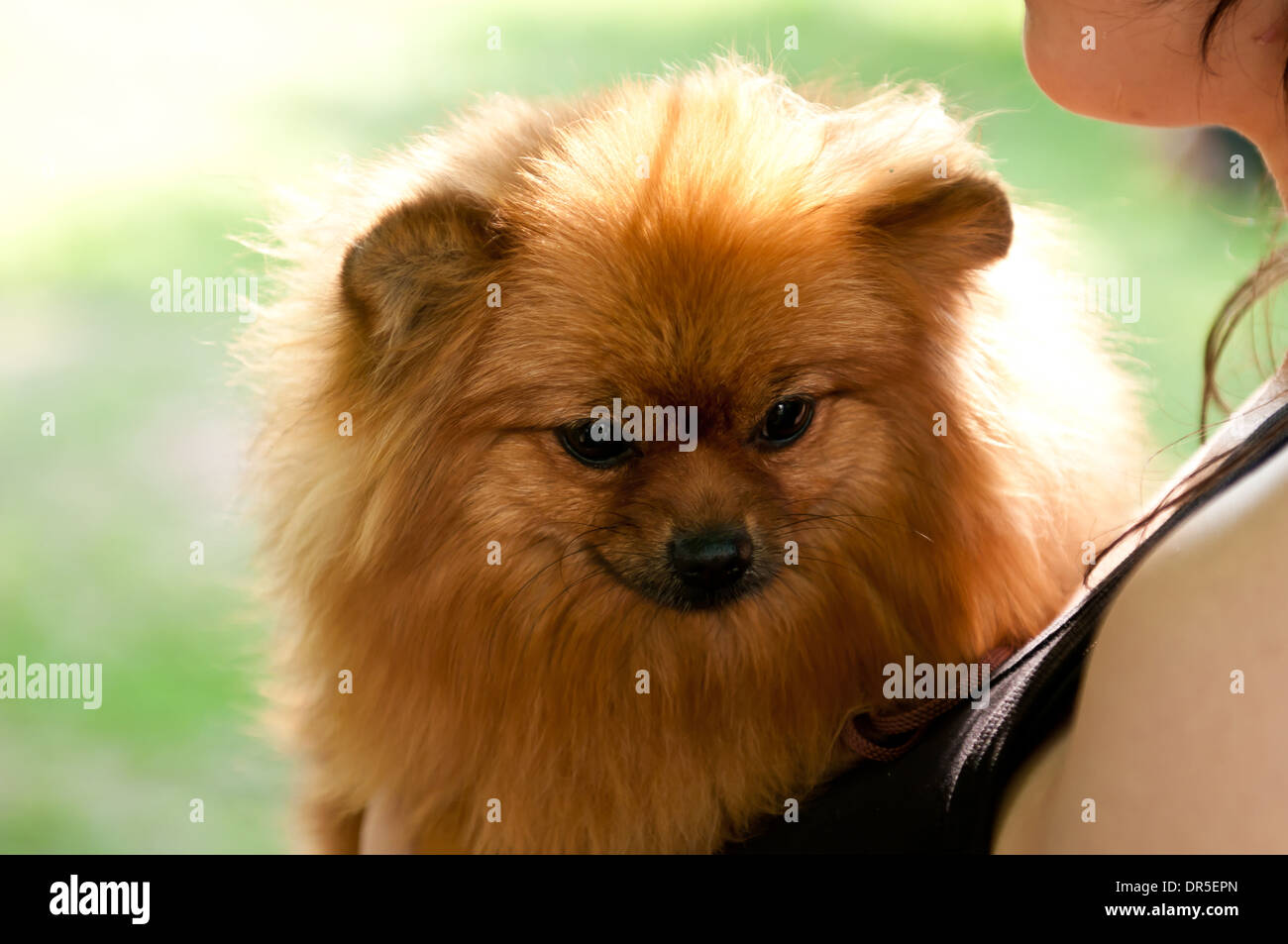German Spitz is used to refer to both a breed of dog and category or ...