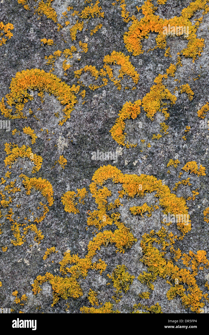 Lichen on rocky shore of Elgol on the Isle of Skye in Scotland Stock ...