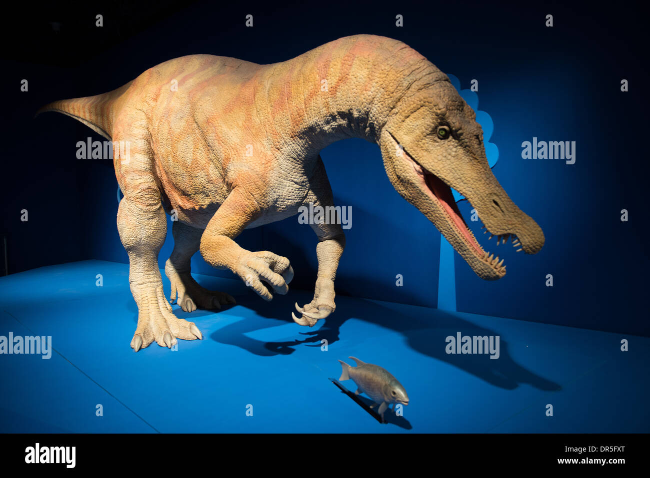 Life size model dinosaurs on display at the Science Museum in Hong Kong ...