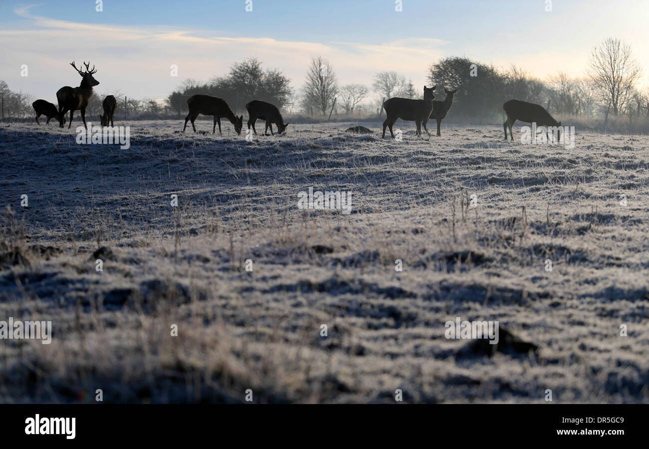 Ashbourne, Peak Districk, UK . 20th Jan, 2014. Deer wake up to a frosty ...