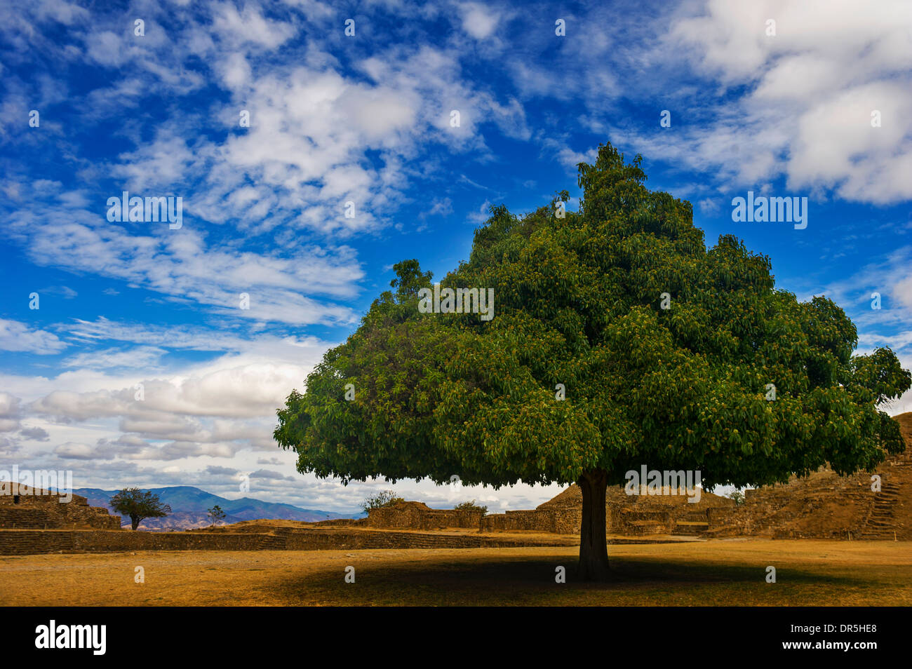 Lush Tree, Monte Alban Ruins, Monte Alban, Mexico Stock Photo - Alamy