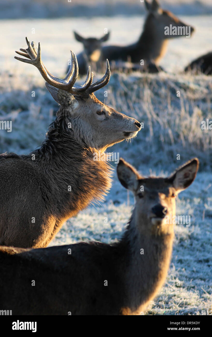 Ashbourne, Peak Districk, UK . 20th Jan, 2014. Deer wake up to a frosty ...