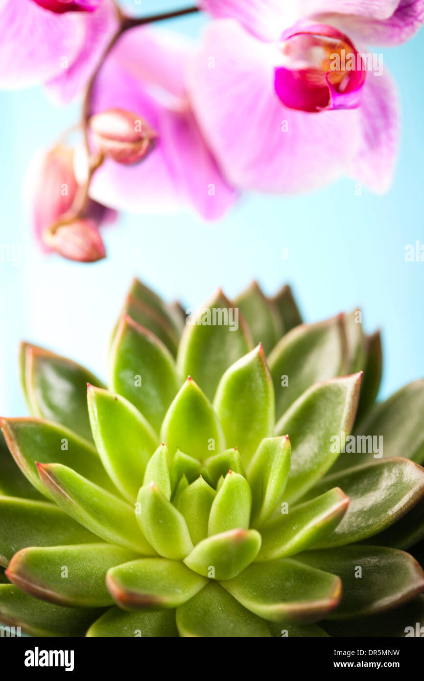 Select orchids hi-res stock photography and images - Alamy
