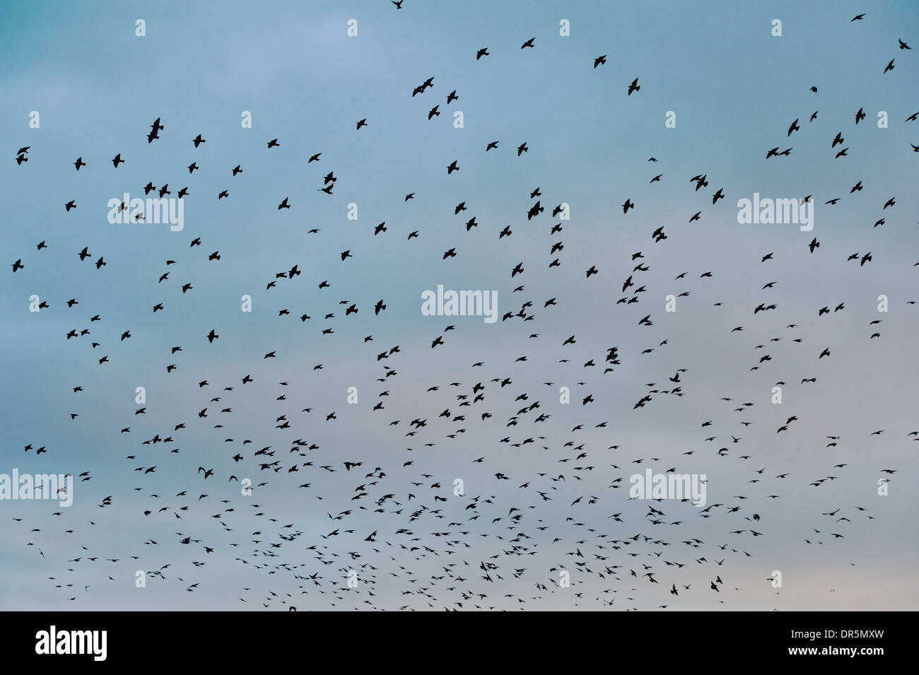 Flying birds flock starlings hi-res stock photography and images - Alamy